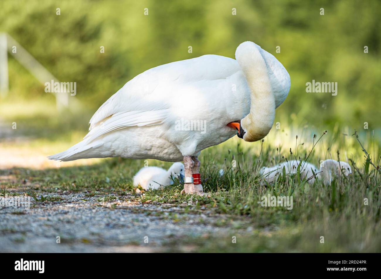 Mama swan cleaning herself with a beak with her two baby swans around ...