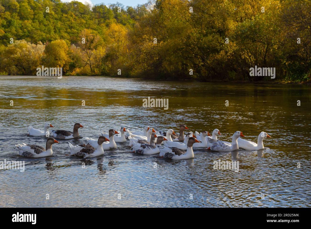 Domestic geese swim in the water. A flock of white beautiful geese in ...