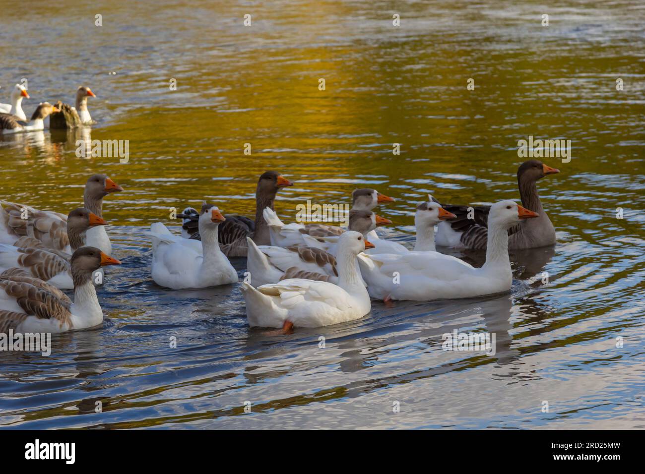 Domestic geese swim in the water. A flock of white beautiful geese in ...