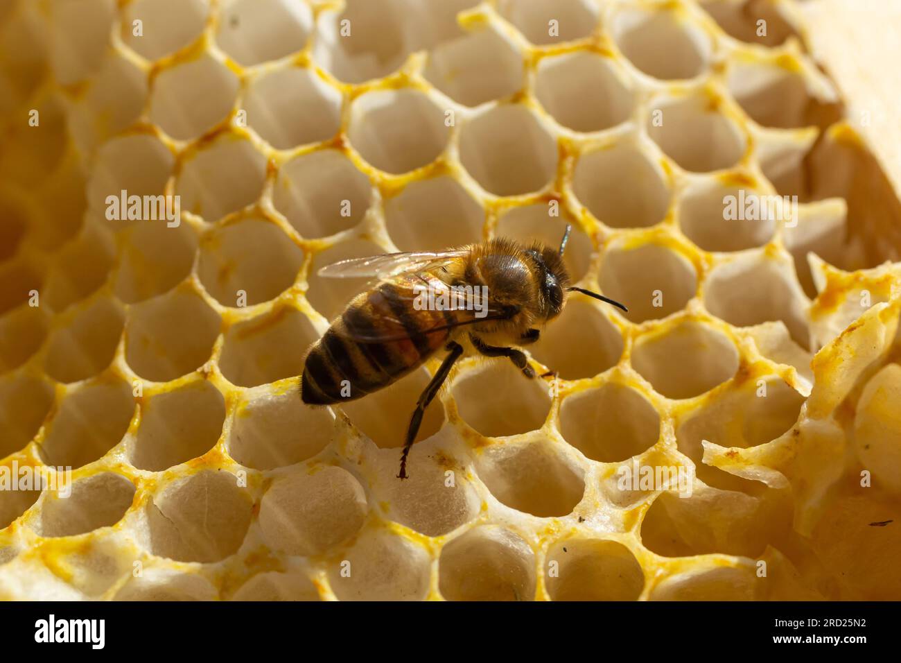Beautiful honeycomb with bees close-up. A swarm of bees crawls through ...