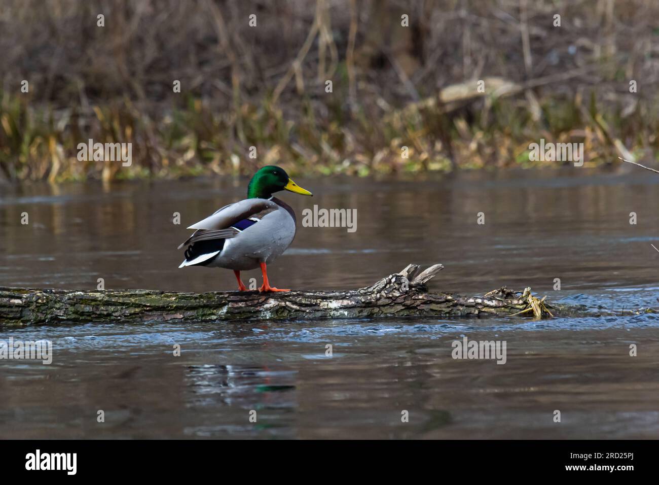 Mallard duck swimming on a pond picture with reflection in water. One ...