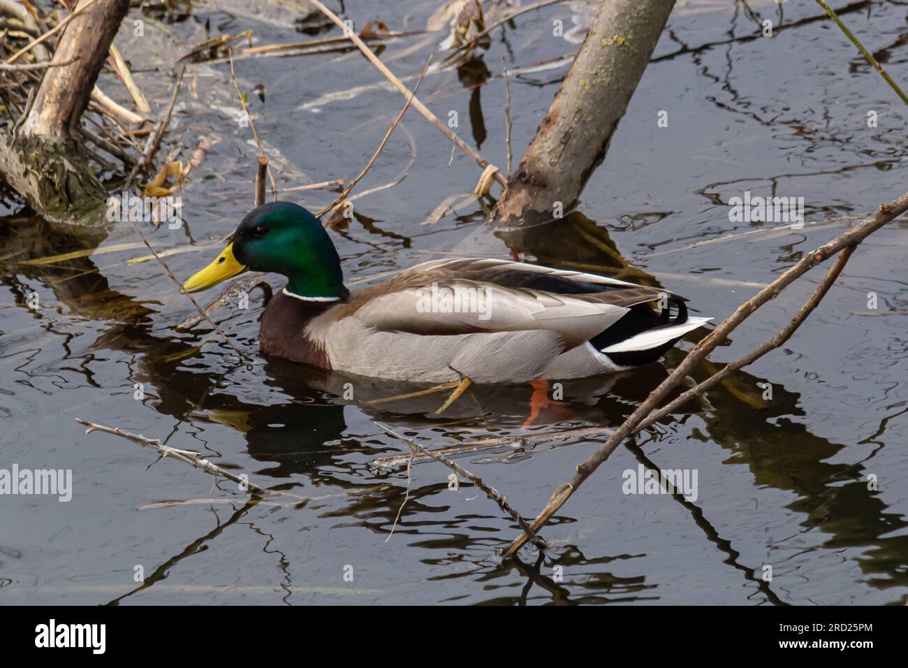 Mallard duck swimming on a pond picture with reflection in water. One ...