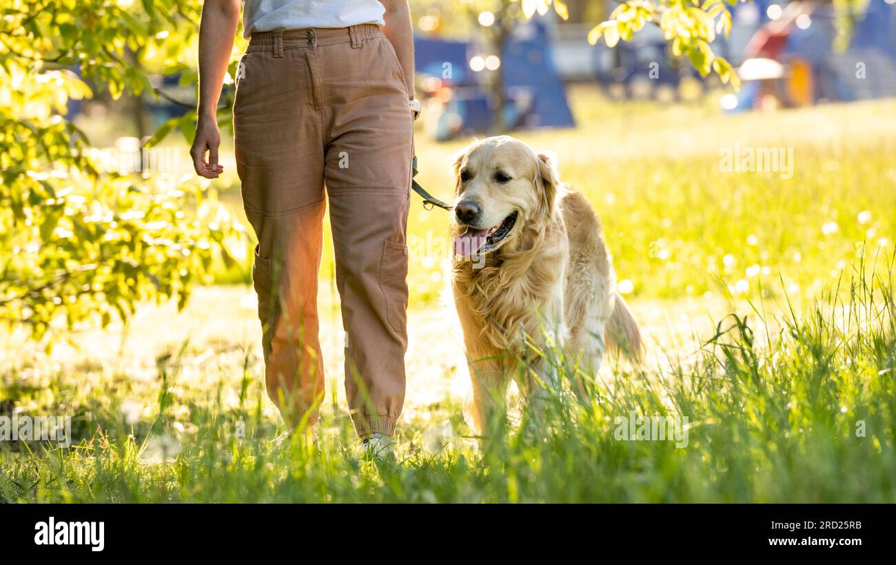 Golden retriever dog walking outdoors with owner Stock Photo - Alamy