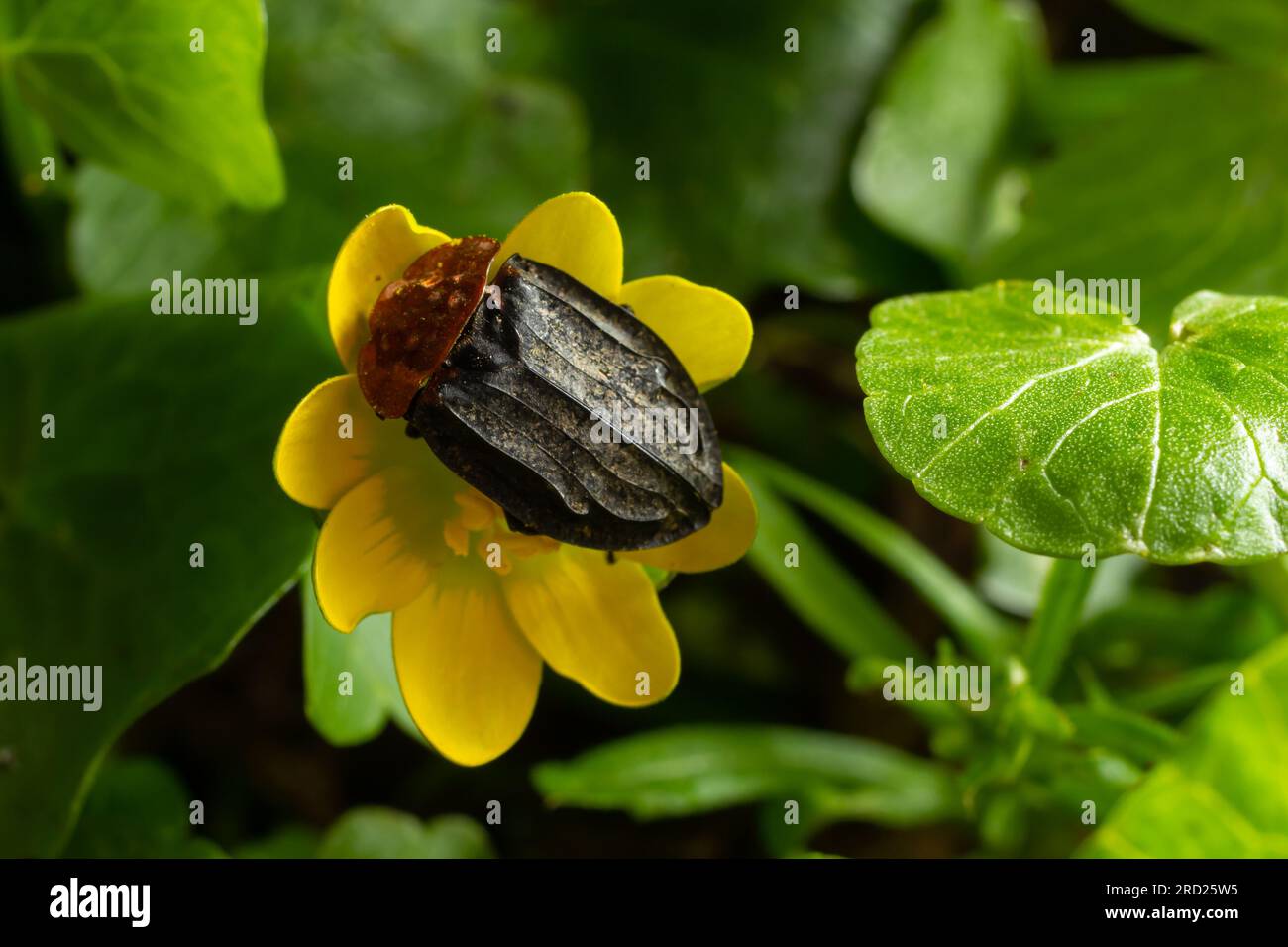 a carrion beetle - Oiceoptoma thoracica sits on a yellow flower in ...