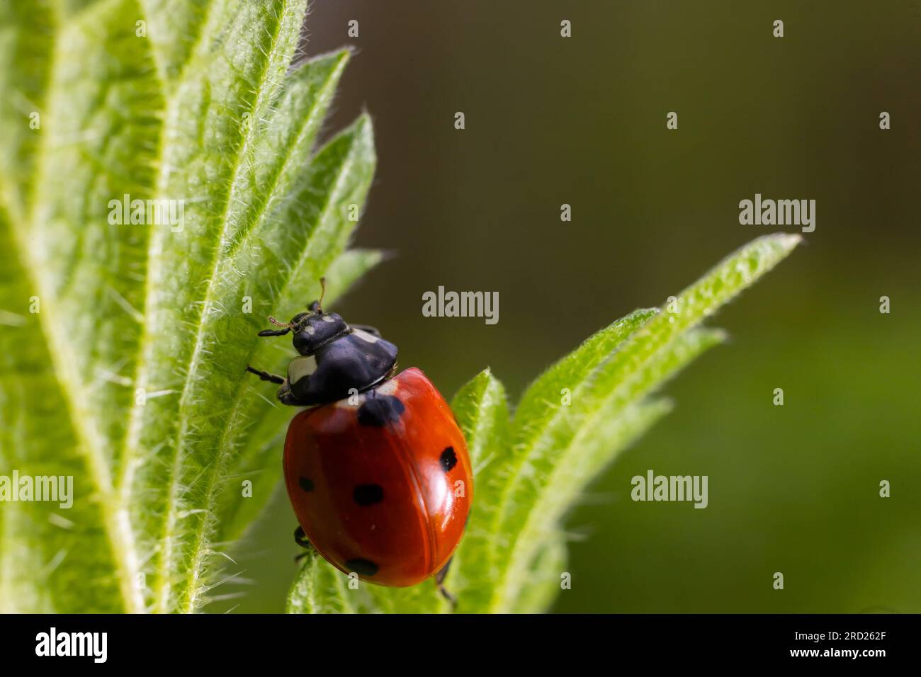 Closeup on the colorful seven-spot ladybird, Coccinella septempunctata ...