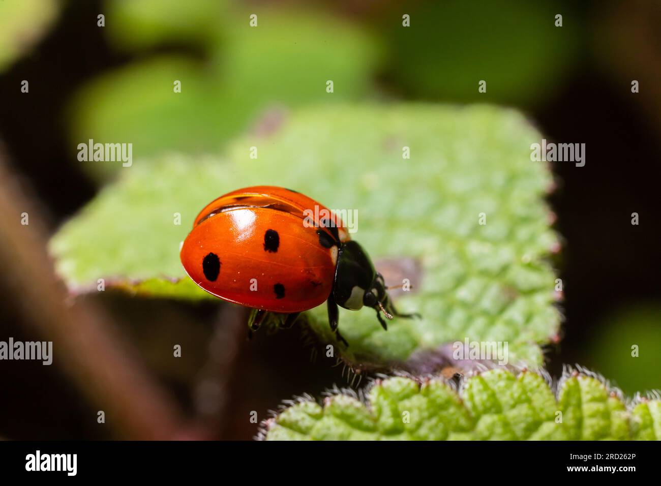 Closeup on the colorful seven-spot ladybird, Coccinella septempunctata ...
