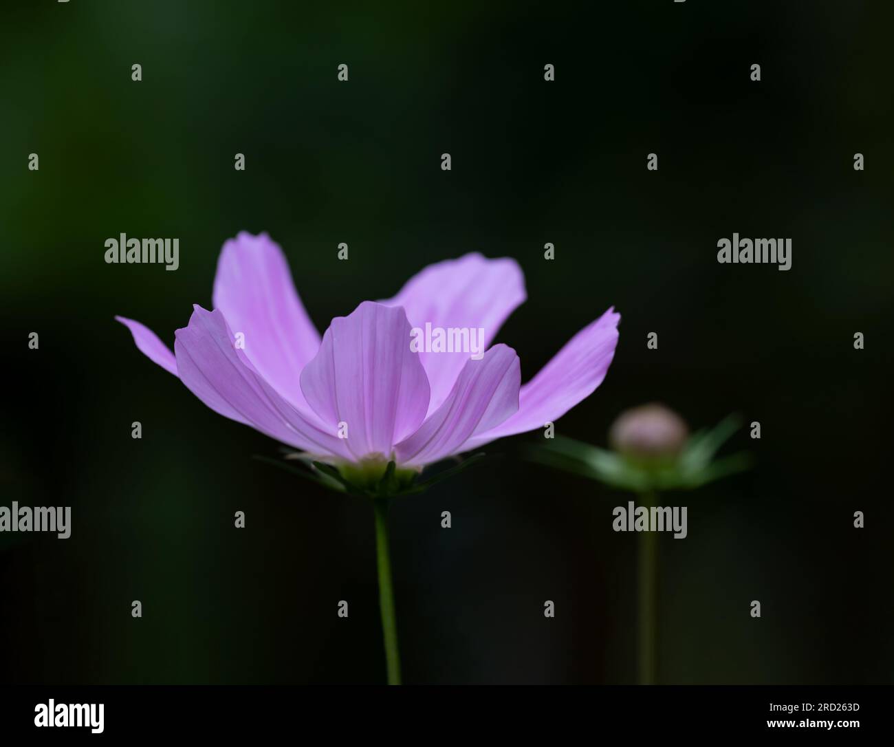 A beautiful, pink Cosmos flower, (Cosmos bipinnatus), photographed ...