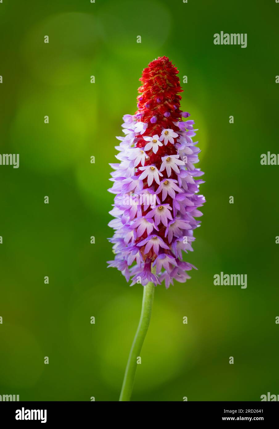 A flowering spike of Primula vialii, which is a Chinese alpine plant ...