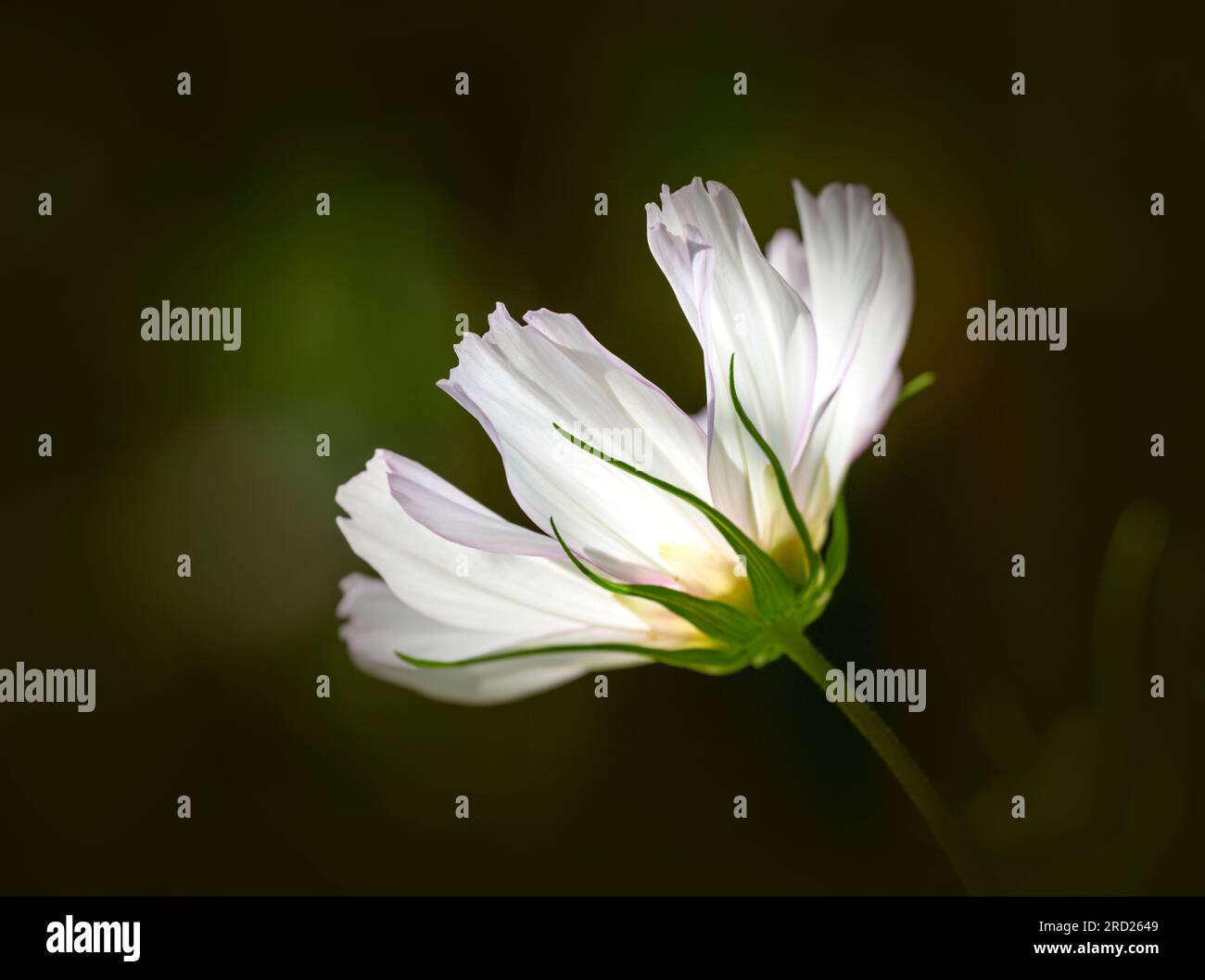 A beautiful, white Cosmos flower, (Cosmos bipinnatus), photographed ...