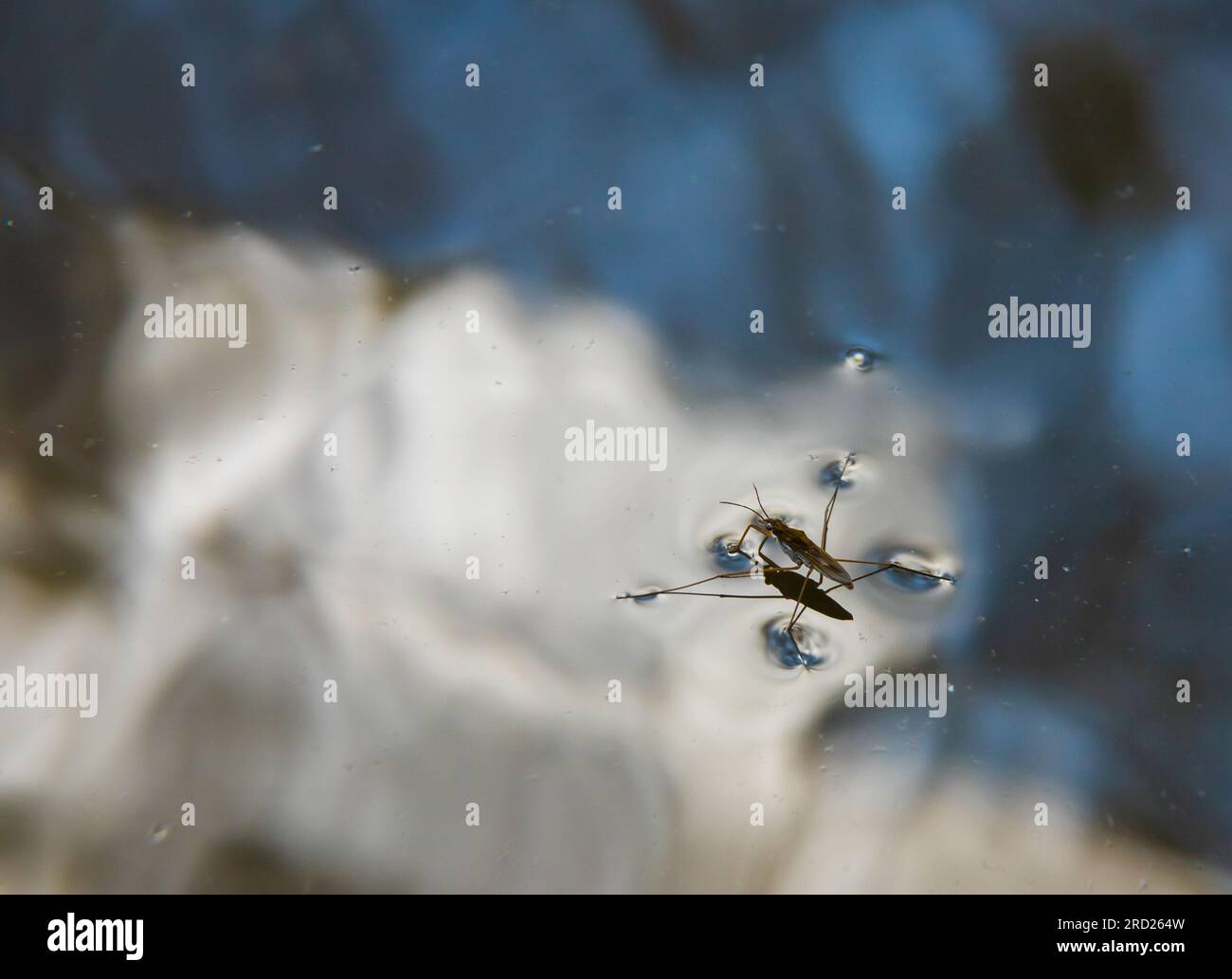 Insect pond lake wetland hi-res stock photography and images - Alamy