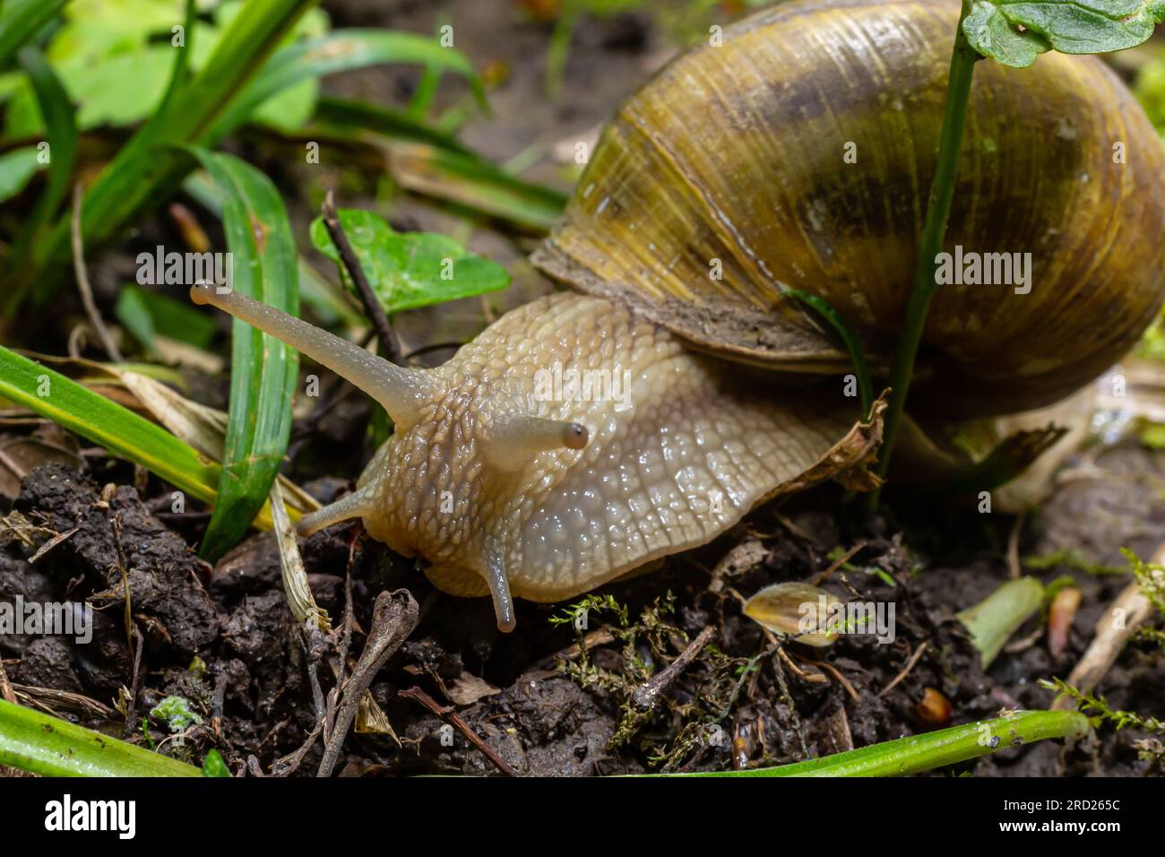 Animal escargot hi-res stock photography and images - Alamy