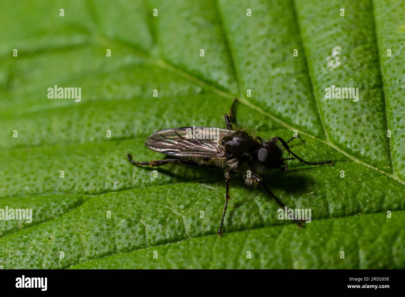 Gooseberry sawfly hi-res stock photography and images - Alamy
