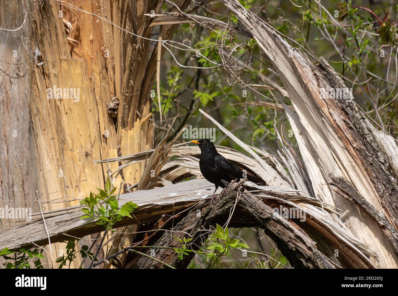The common blackbird Turdus merula is a relatively large and long ...