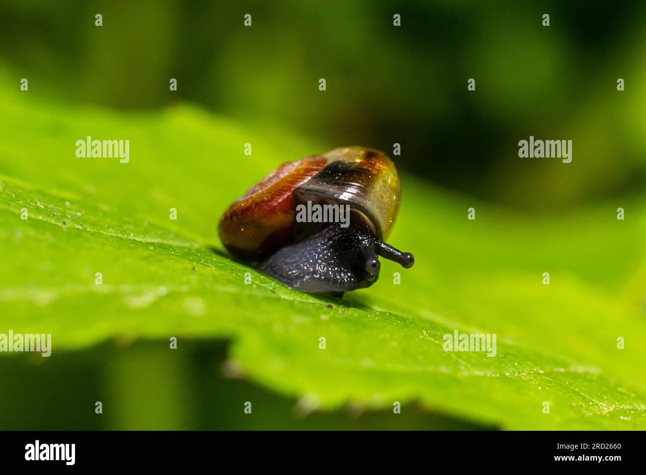 Oxychilus alliarius , commonly known as the garlic snail or garlic ...