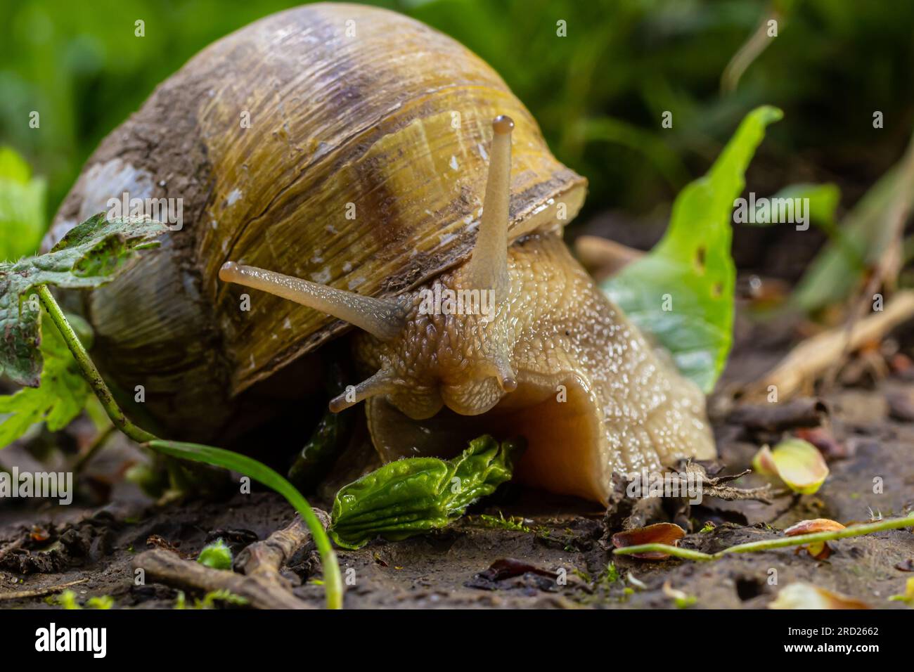 Helix pomatia also Roman snail, Burgundy snail, edible snail or ...