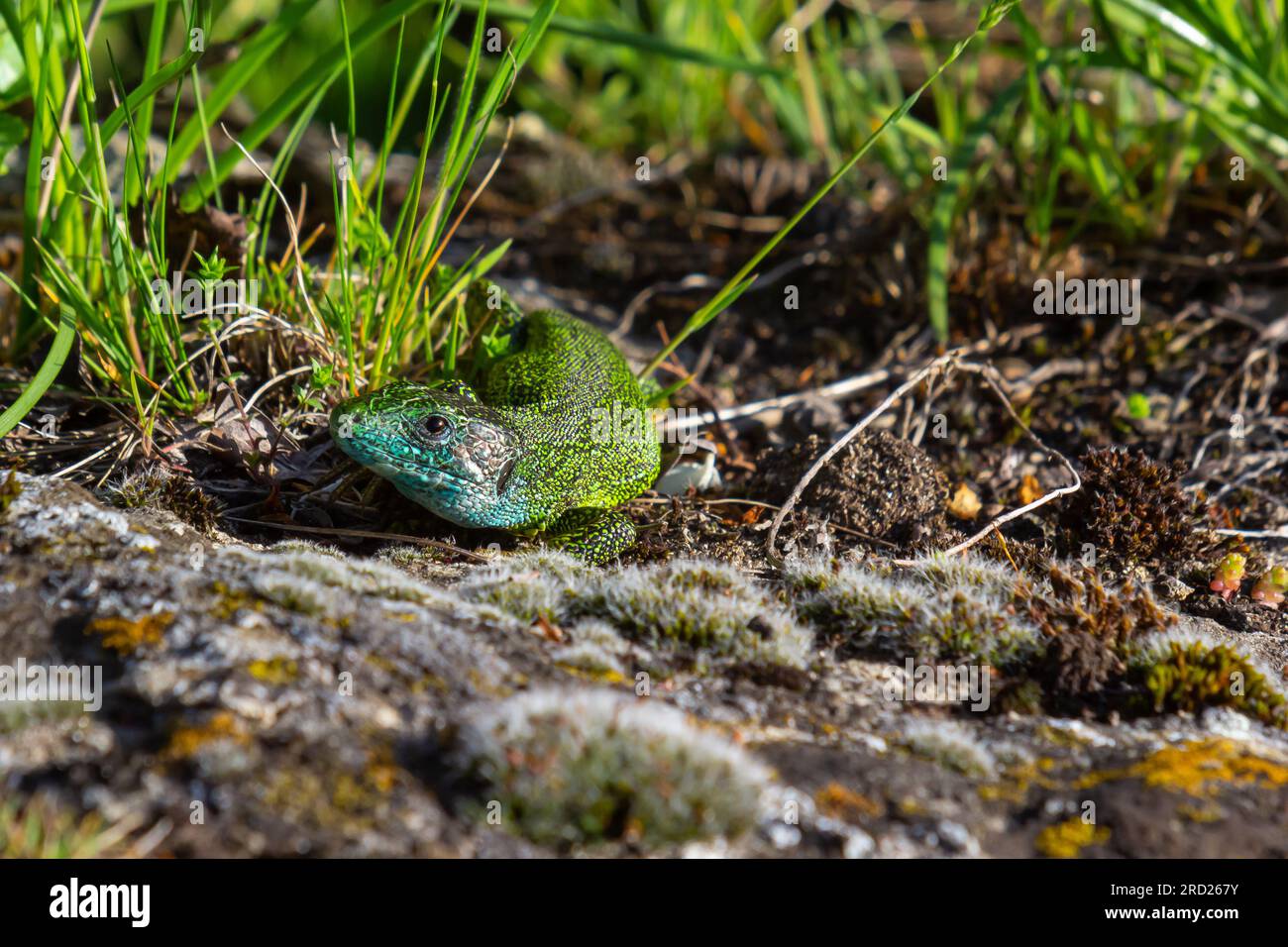 European green lizard Lacerta viridis emerging from the grass exposing ...