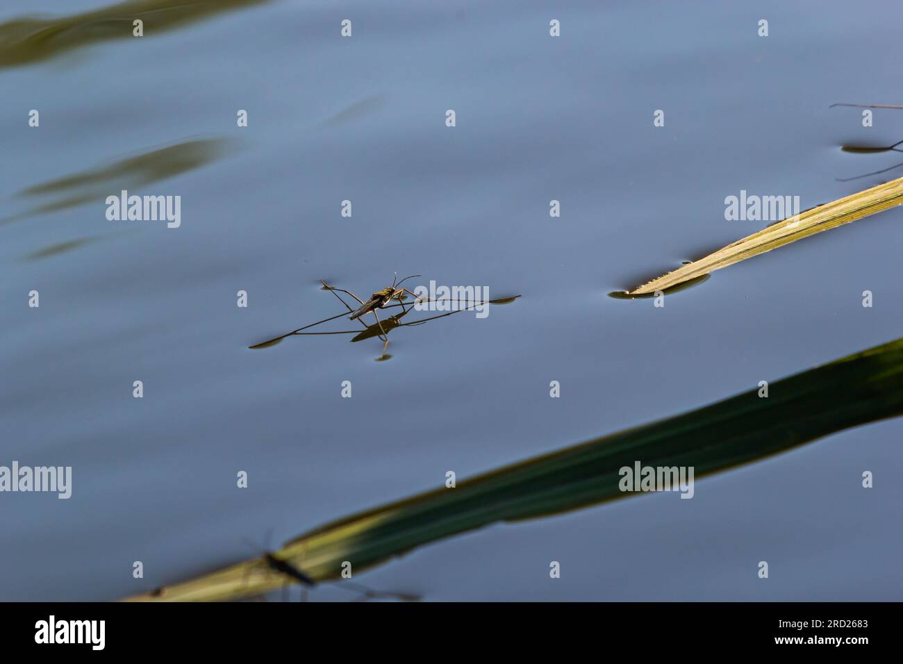 Gerris lacustris hi-res stock photography and images - Alamy