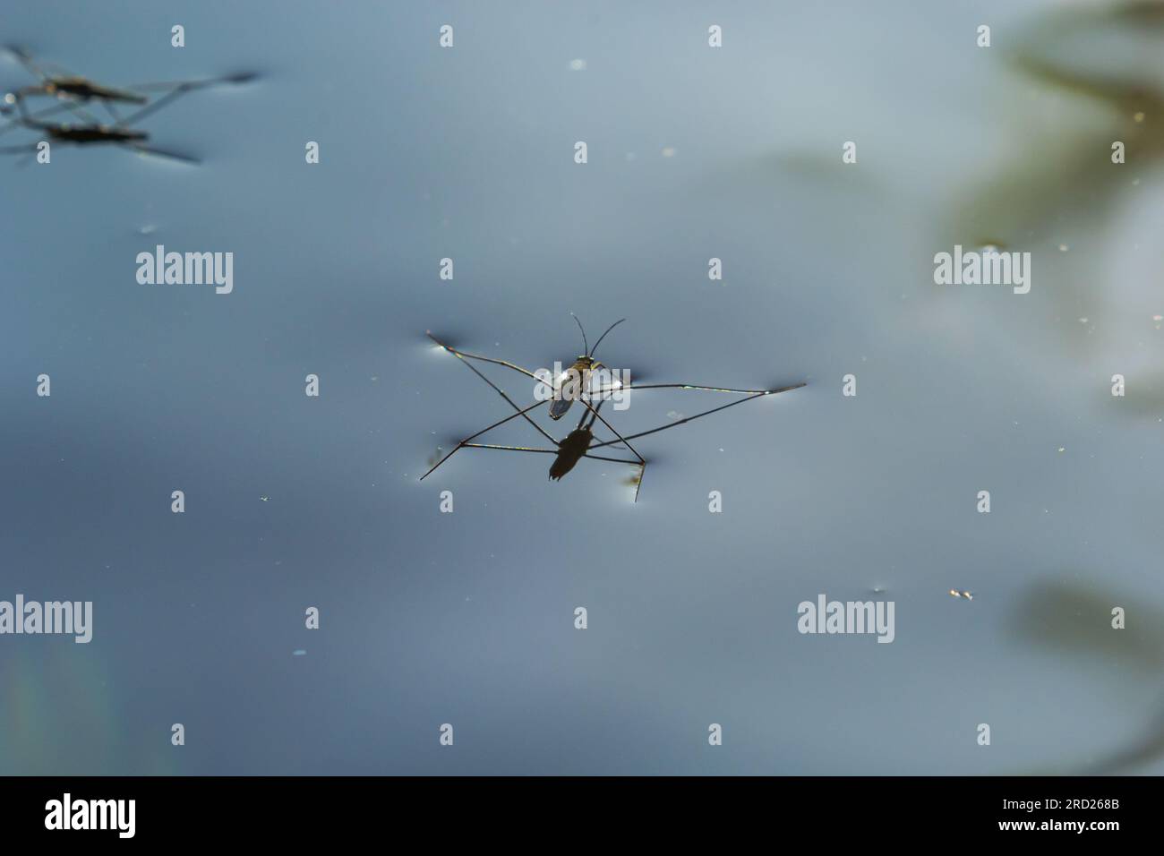 Insect pond lake wetland hi-res stock photography and images - Alamy