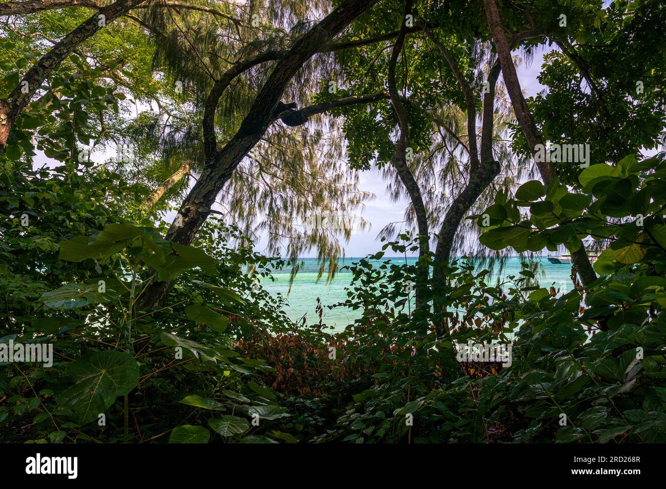 View through the trees to the tropical beach at Green Island Stock ...