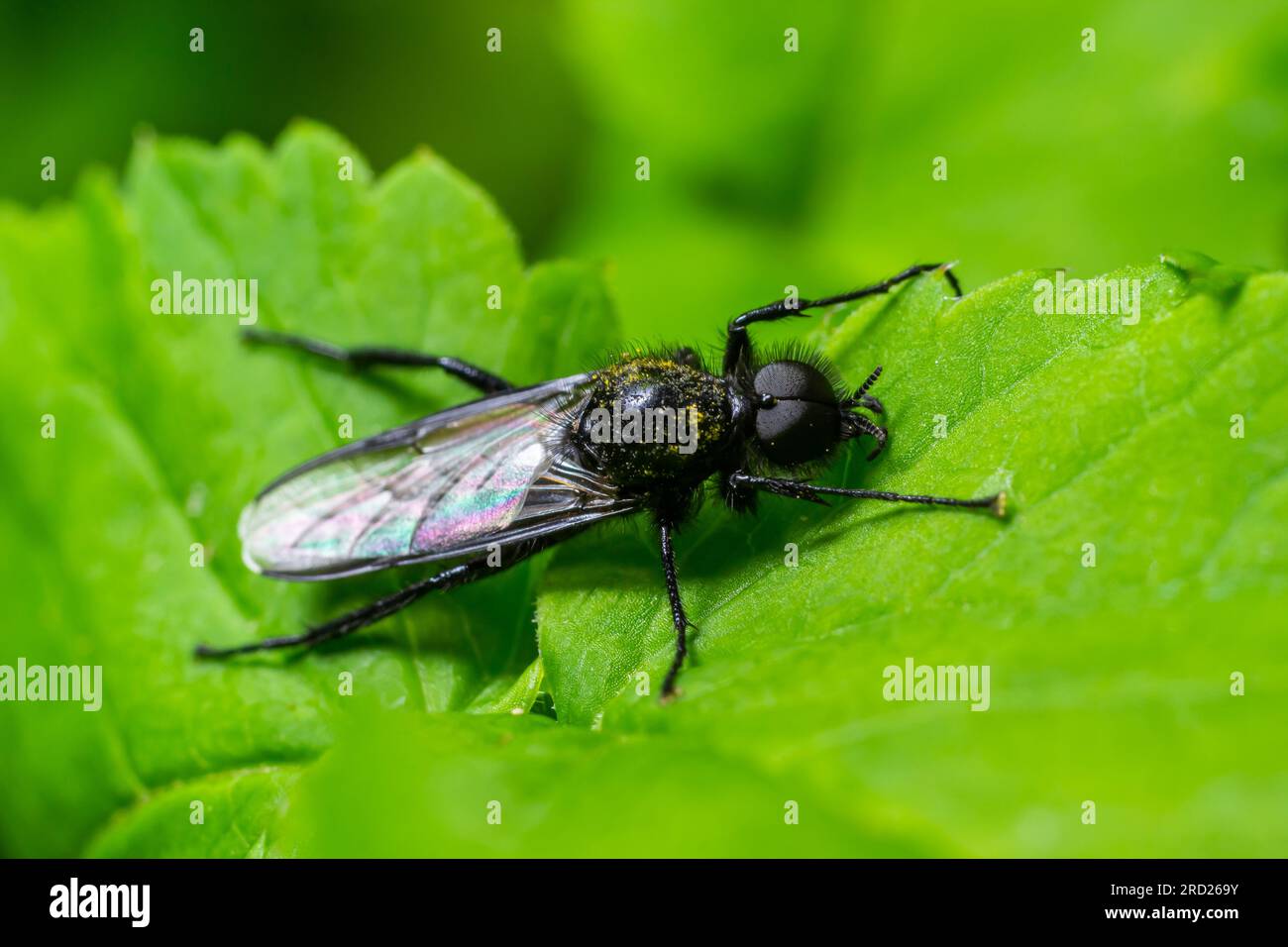 Bibio marci is a fly from the family Bibionidae called March flies and ...