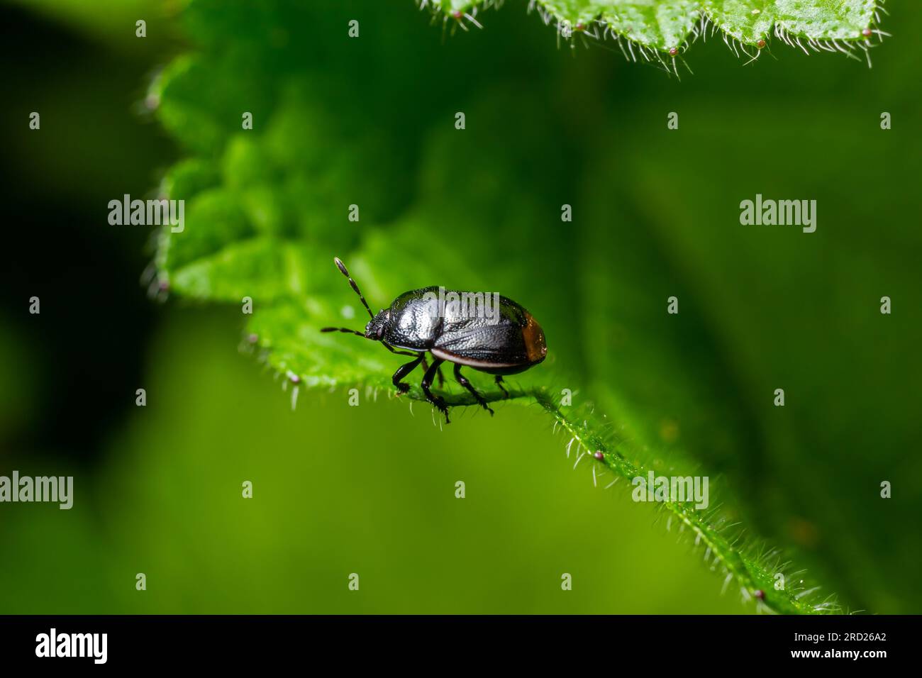 Bordered shieldbug Legnotus limbosus on nettle. Small black and white ...