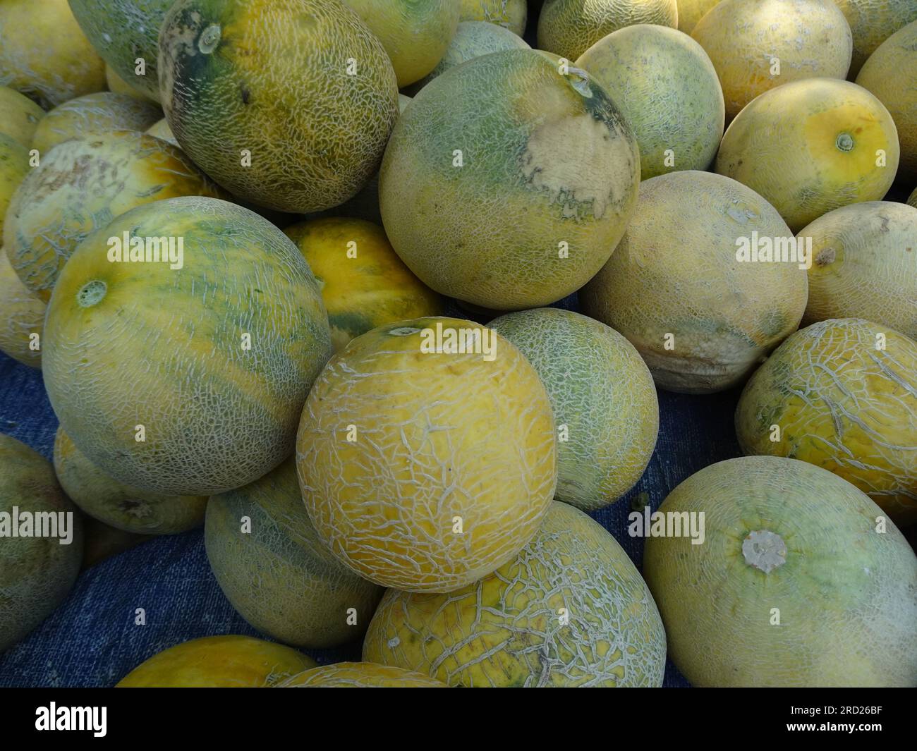 a bunch of sweet melons being sold in a traditional market Stock Photo ...