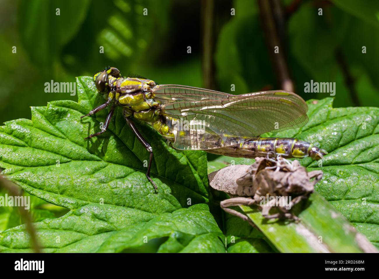 Larval dragonfly grey shell. Nymphal exuvia of Gomphus vulgatissimus ...