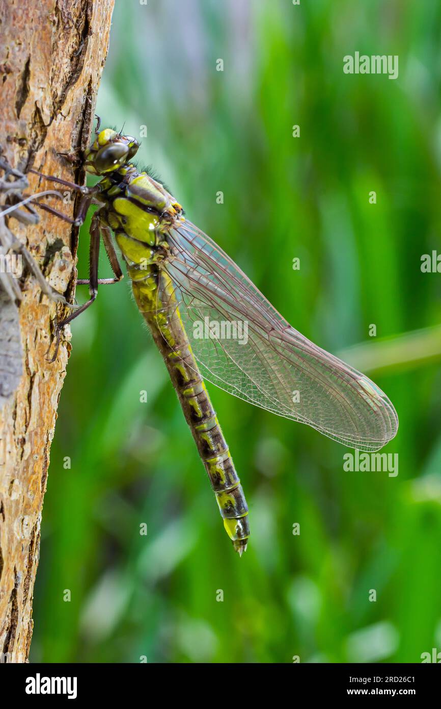 Larval dragonfly grey shell. Nymphal exuvia of Gomphus vulgatissimus ...