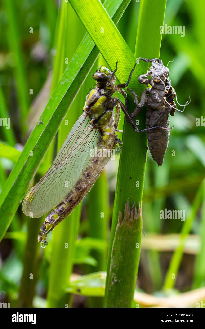 Larval dragonfly grey shell. Nymphal exuvia of Gomphus vulgatissimus ...
