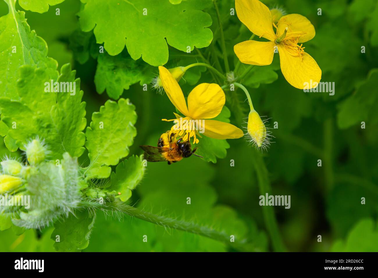 Celandine. Chelidonium family Poppy taxonomic name of the genus ...
