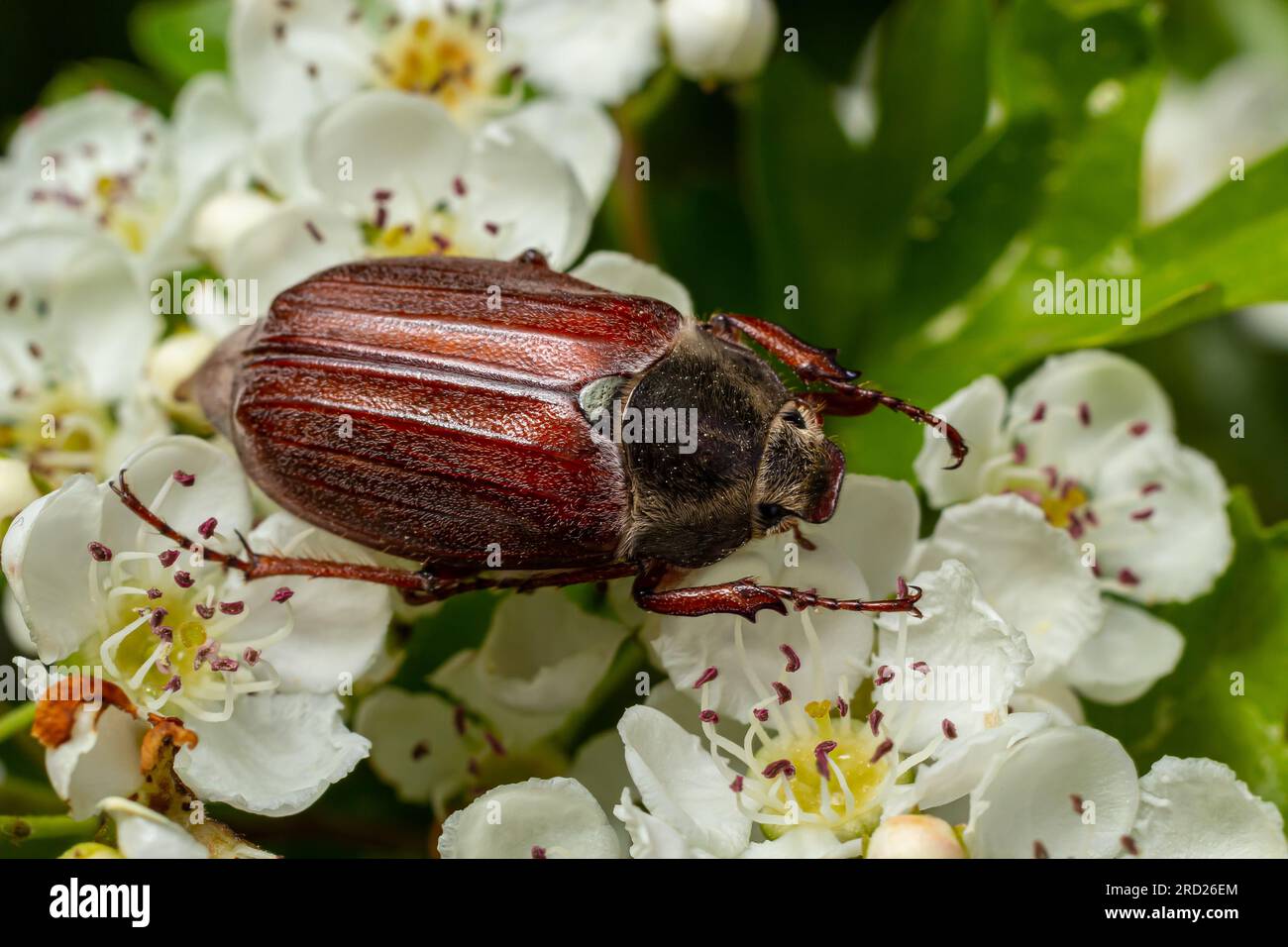 The crunch of the melolontha melolontha insect on a tree branch. Animal ...