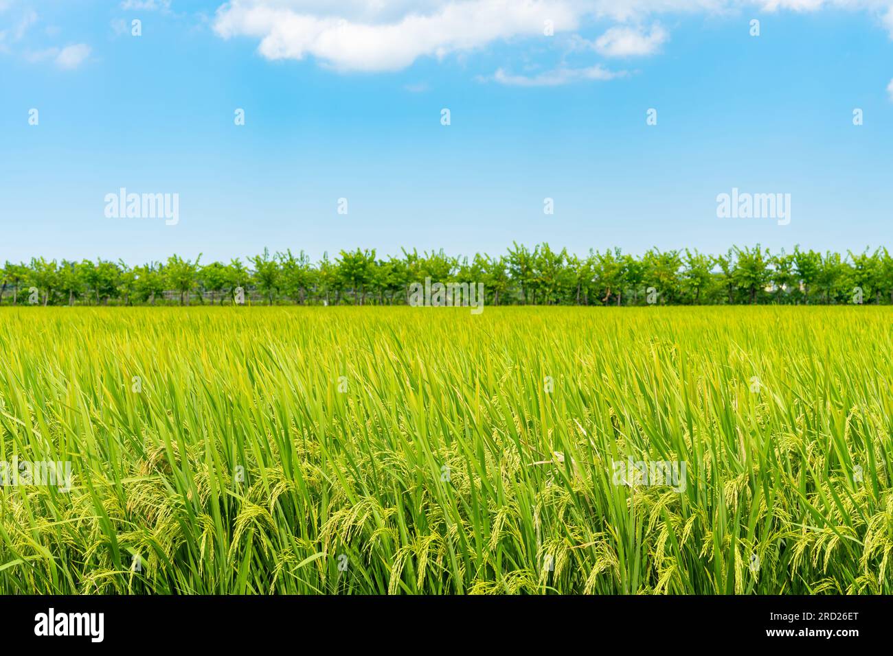 blue sky and green paddy on field at horizontal composition Stock Photo ...