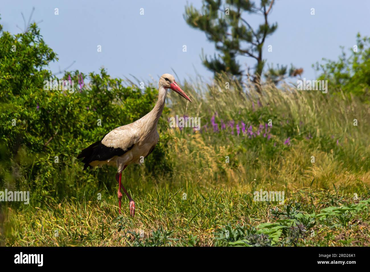 Portrait black white stork bird hi-res stock photography and images - Alamy