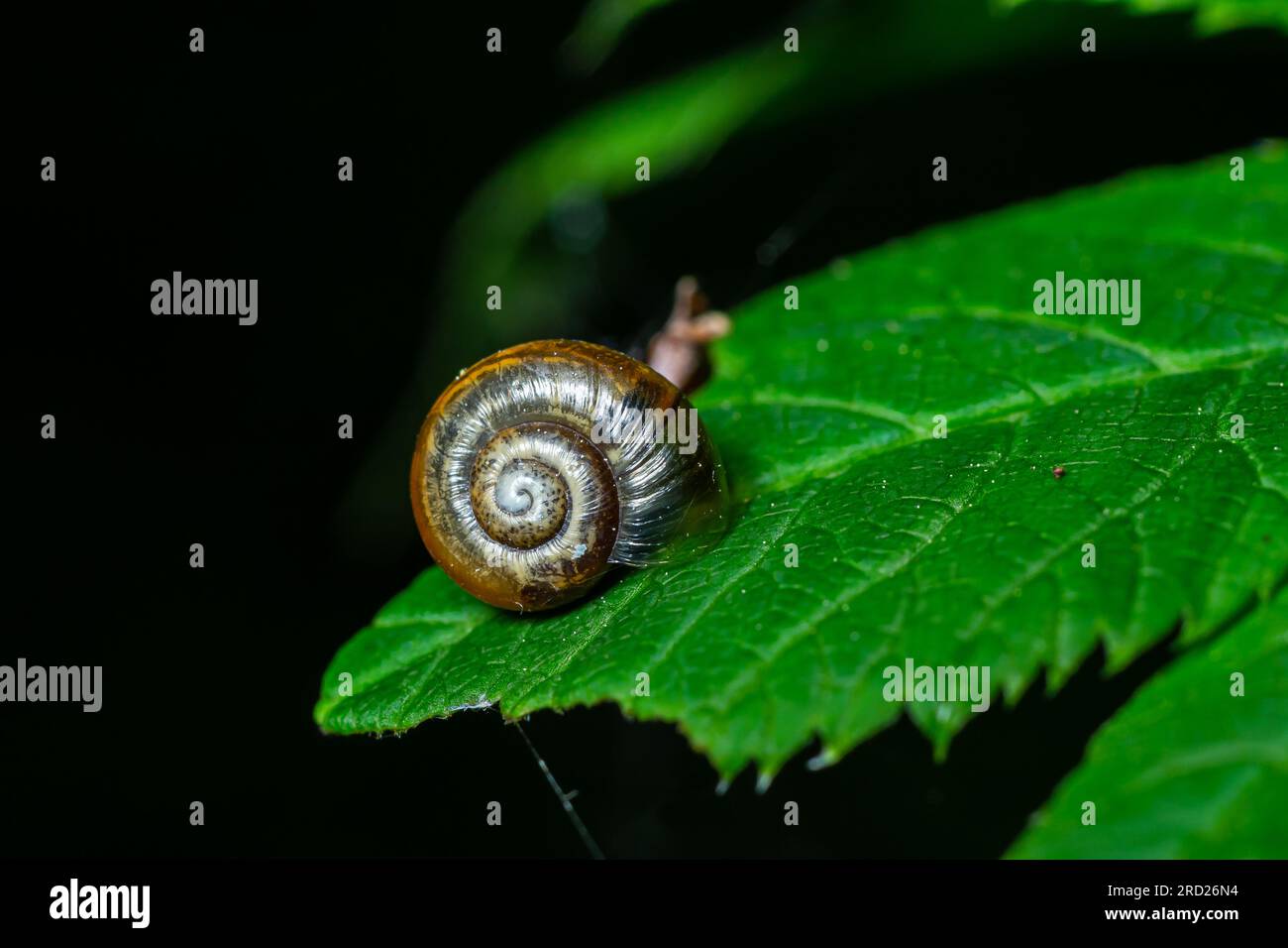 Glass snail hi-res stock photography and images - Alamy