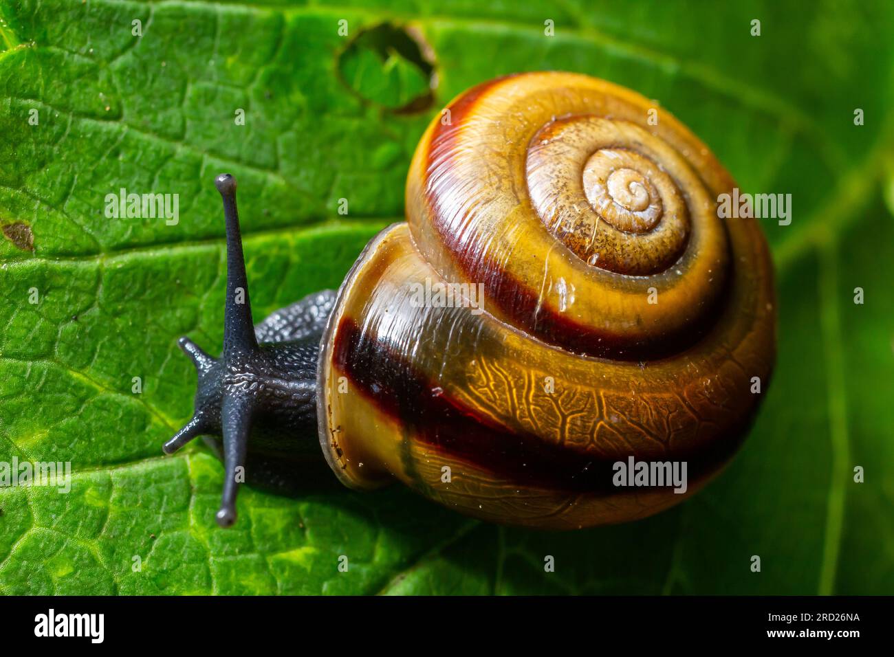 Oxychilus alliarius , commonly known as the garlic snail or garlic ...