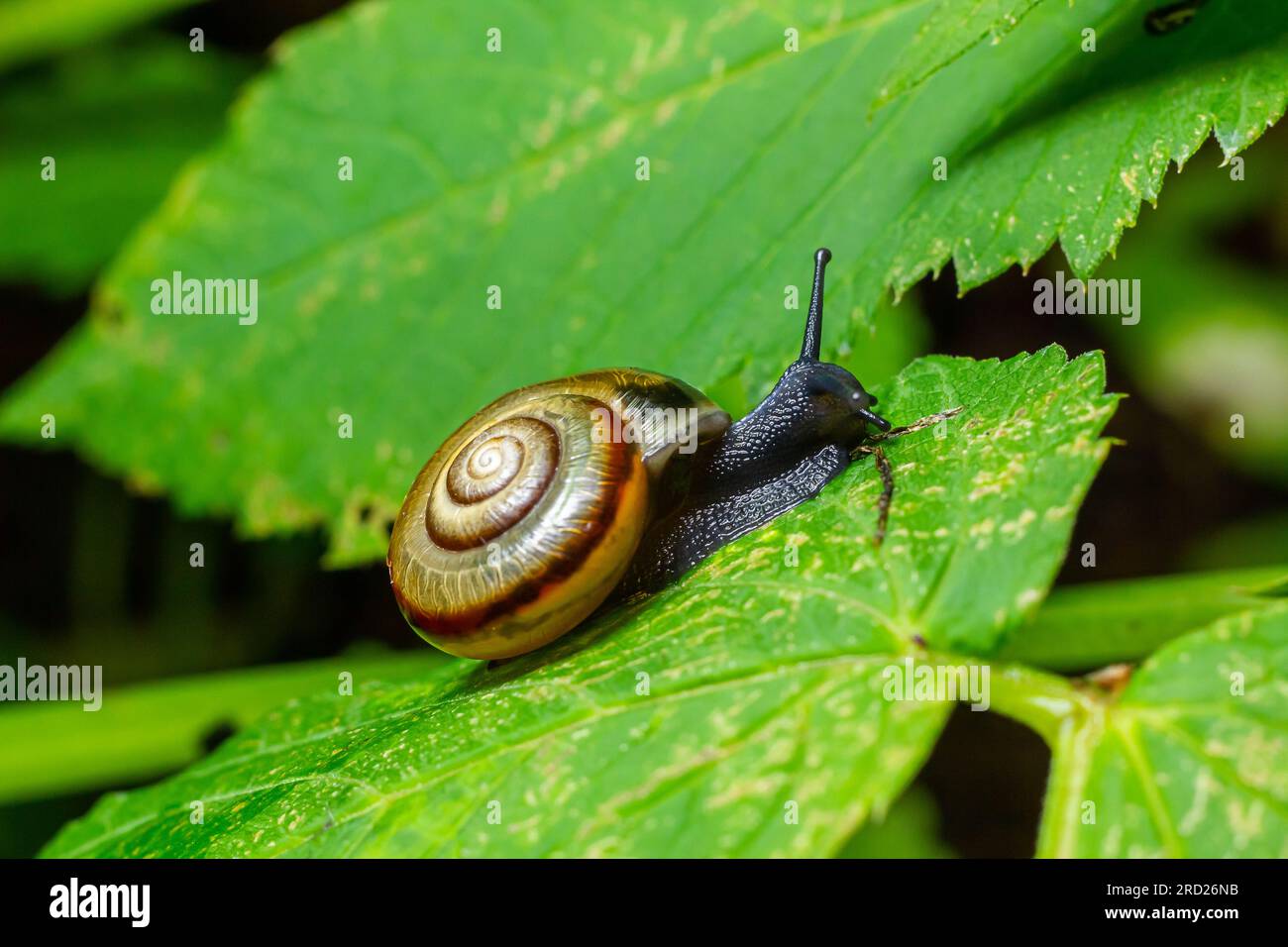 Glass snail hi-res stock photography and images - Alamy