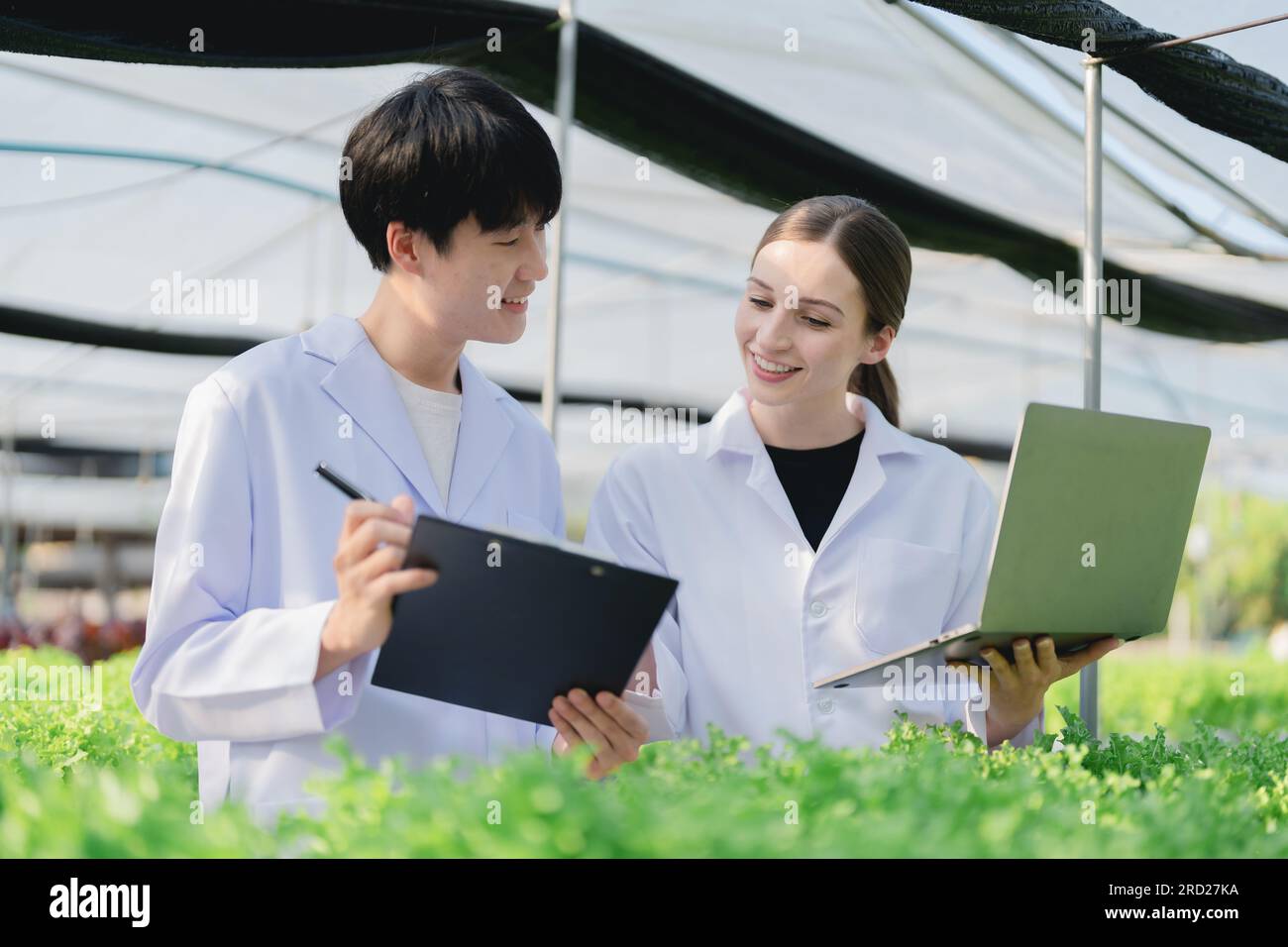 Female and male Farmer harvesting vegetable and audit quality from hydroponics farm. Organic ...
