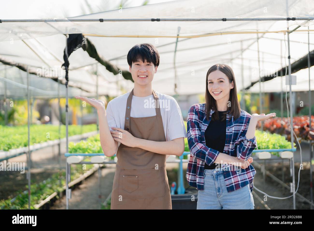 Female and male Farmer harvesting vegetable and audit quality from hydroponics farm. Organic ...