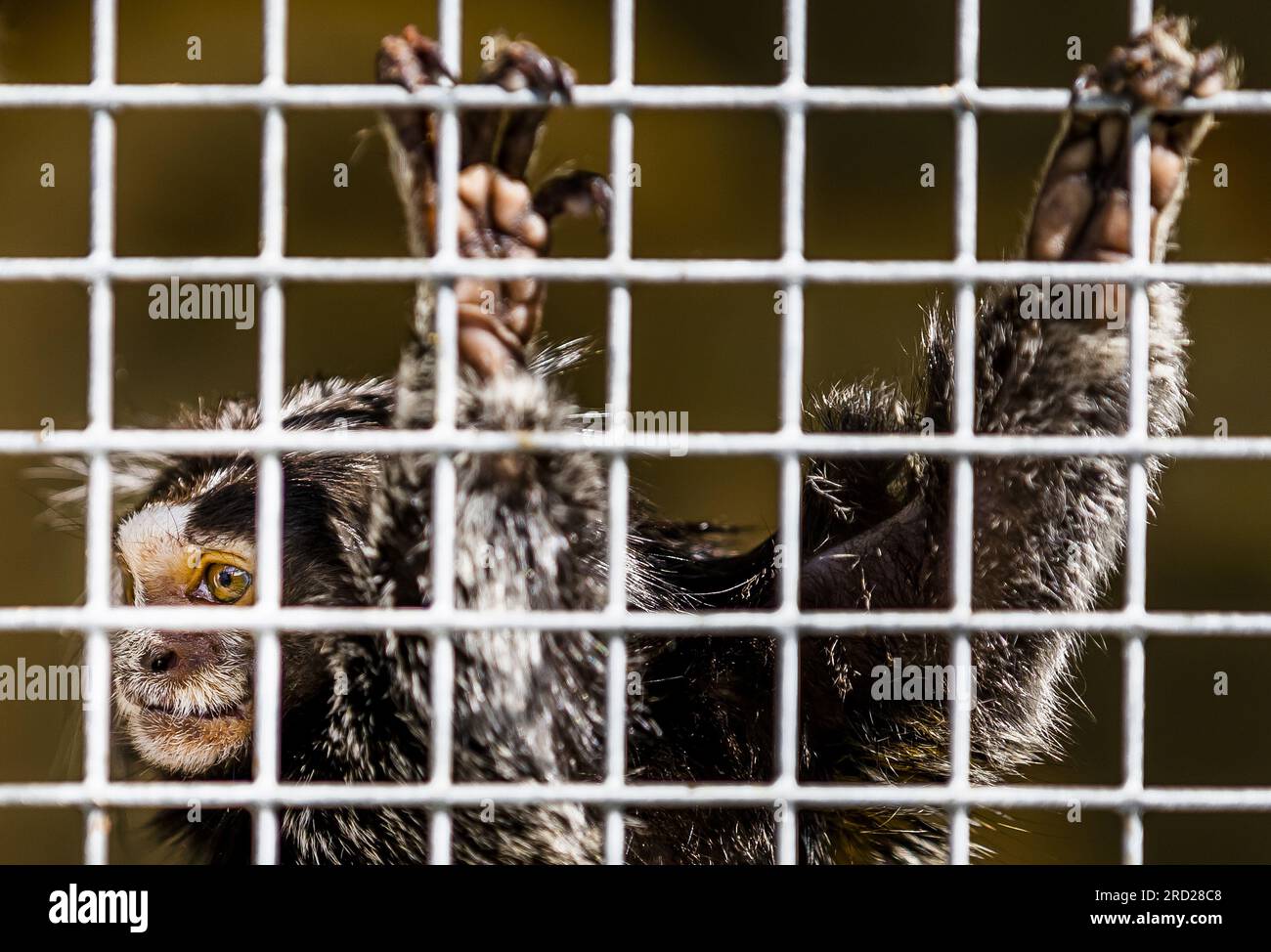 Dieren in gevangenschap hi-res stock photography and images - Alamy