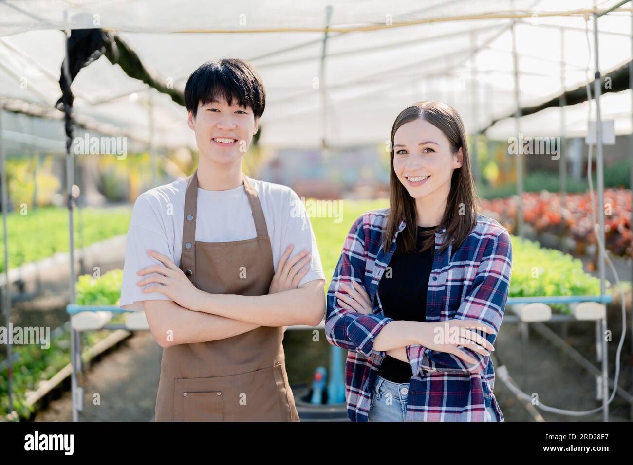 Female and male Farmer harvesting vegetable and audit quality from hydroponics farm. Organic ...