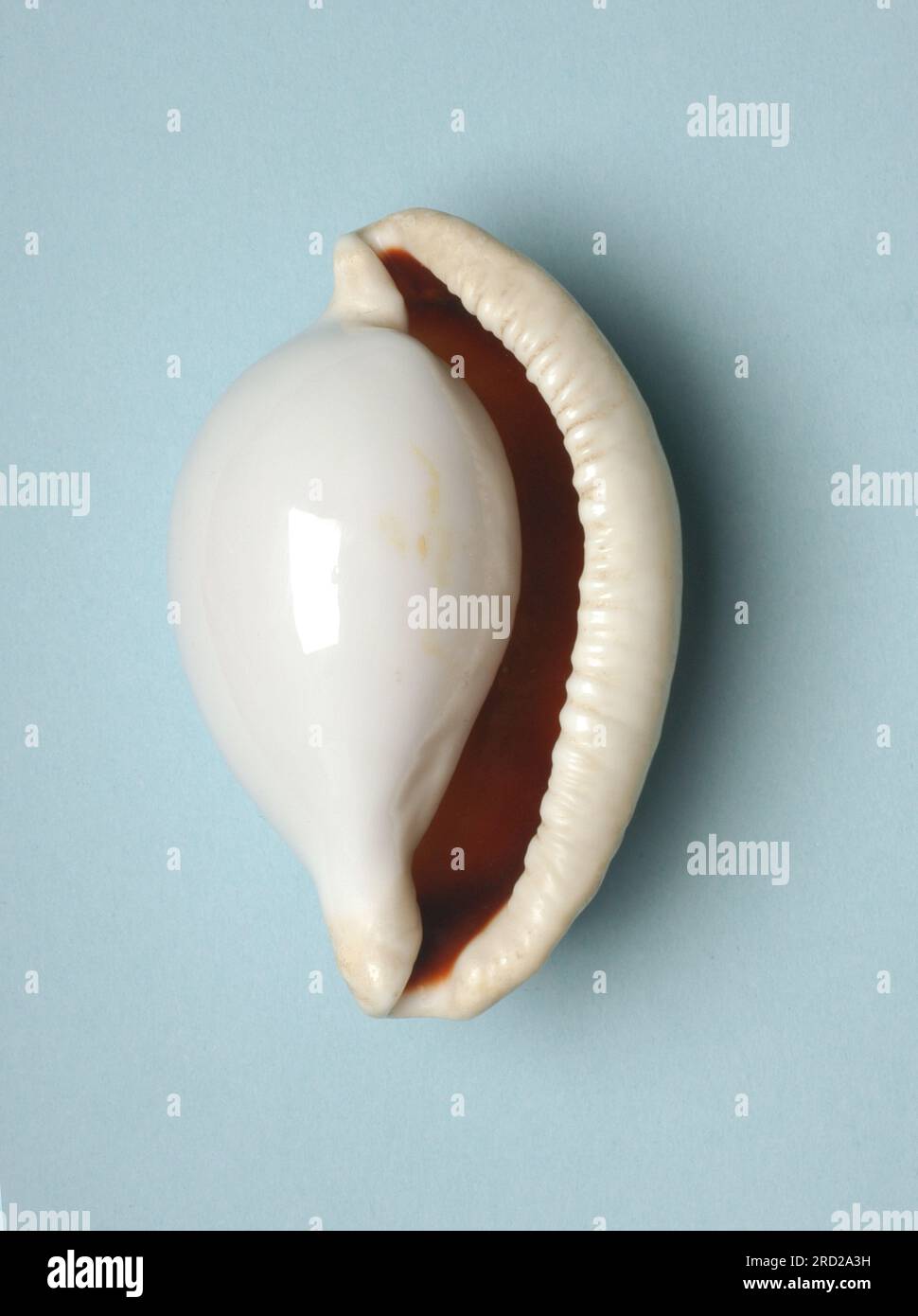 Ovula ovum, Ovulidae Stock Photo - Alamy