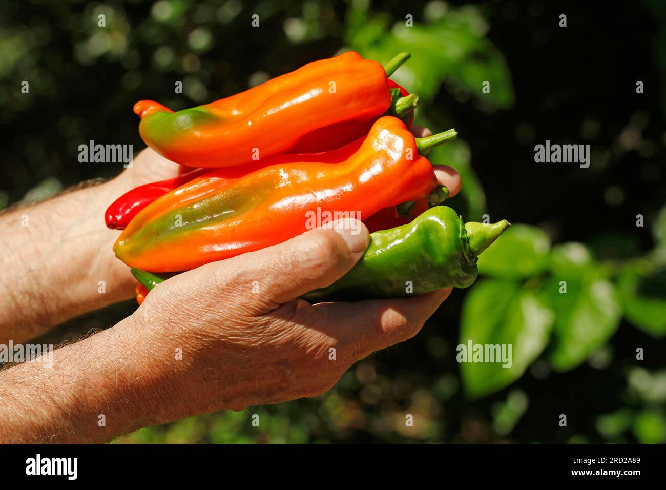 Hand picking green peppers hi-res stock photography and images - Alamy