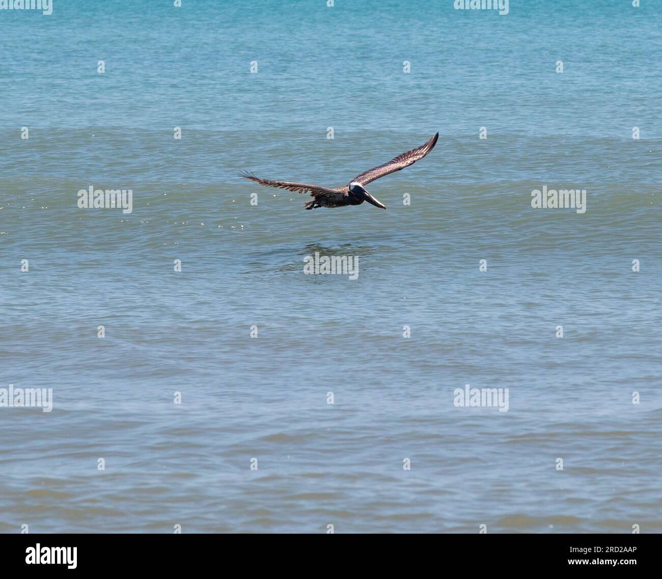 Cocoa bird hi-res stock photography and images - Alamy