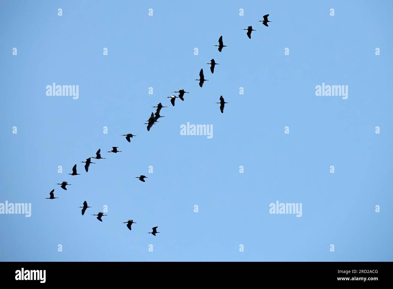 Silhouette image of a group of glossy ibis (Plegadis falcinellus) in formation, flying high on ...