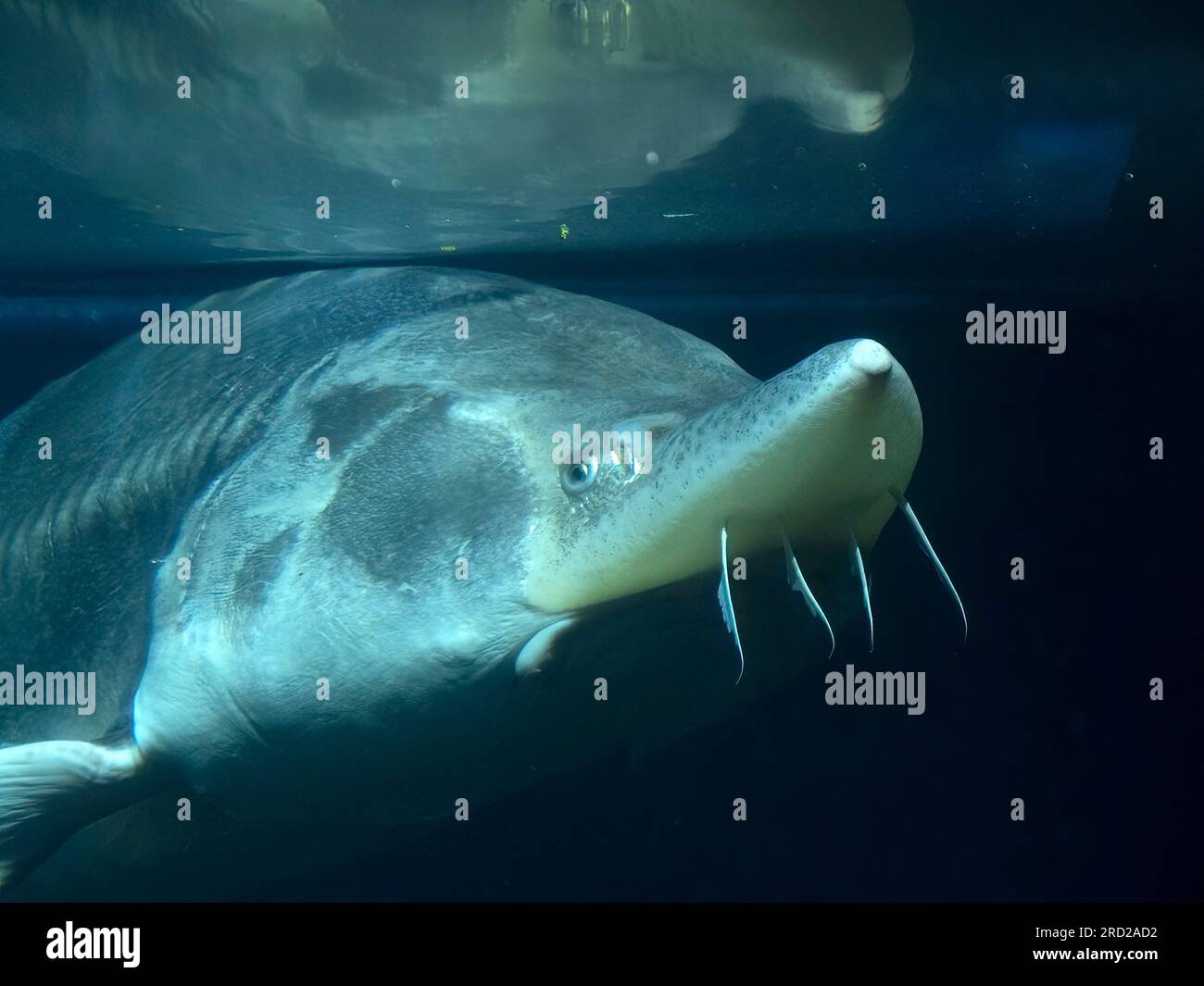 Kaluga fish hi-res stock photography and images - Alamy