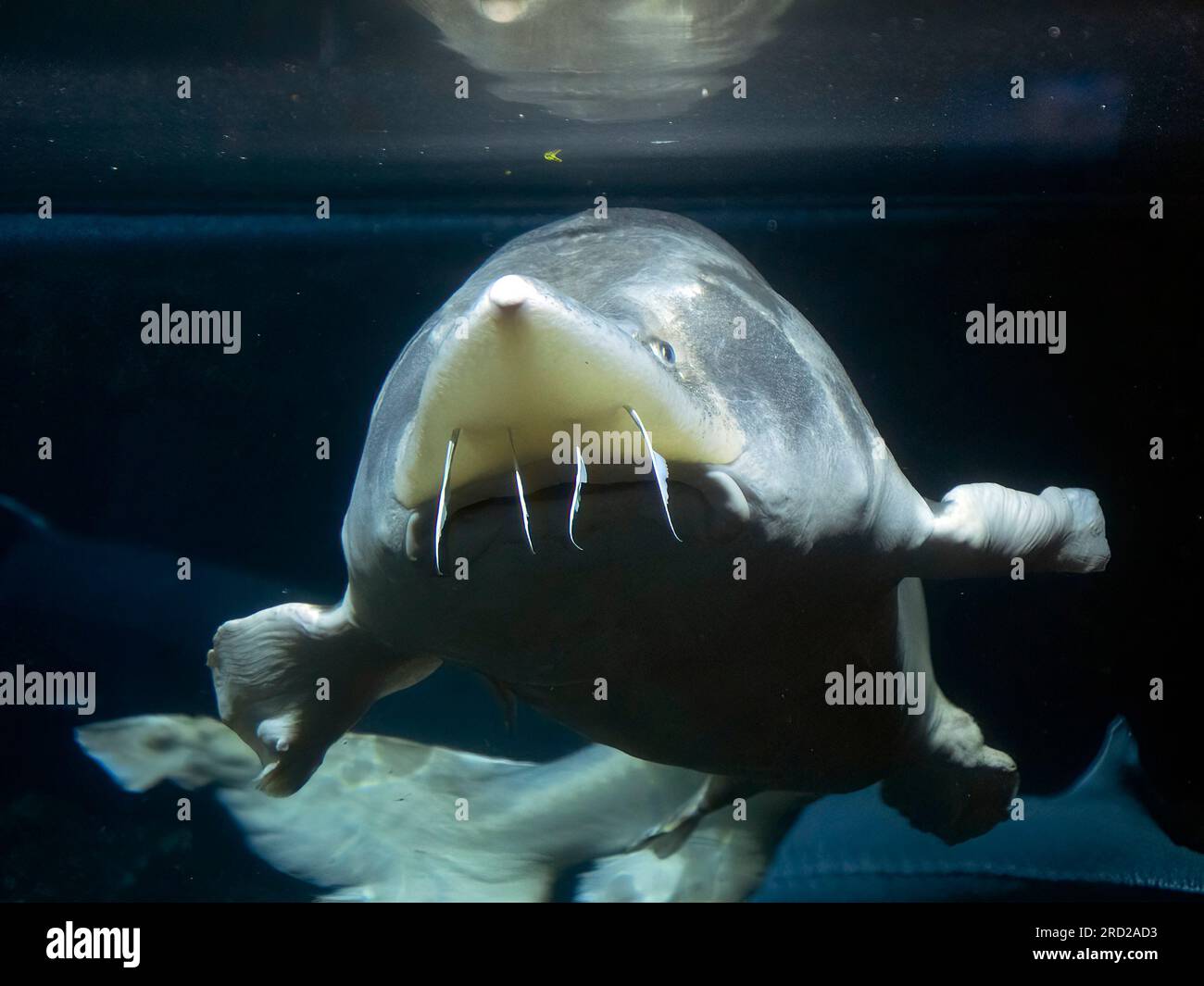 A Sturgeon fish (kaluga, beluga) swim at the bottom underwater Stock ...