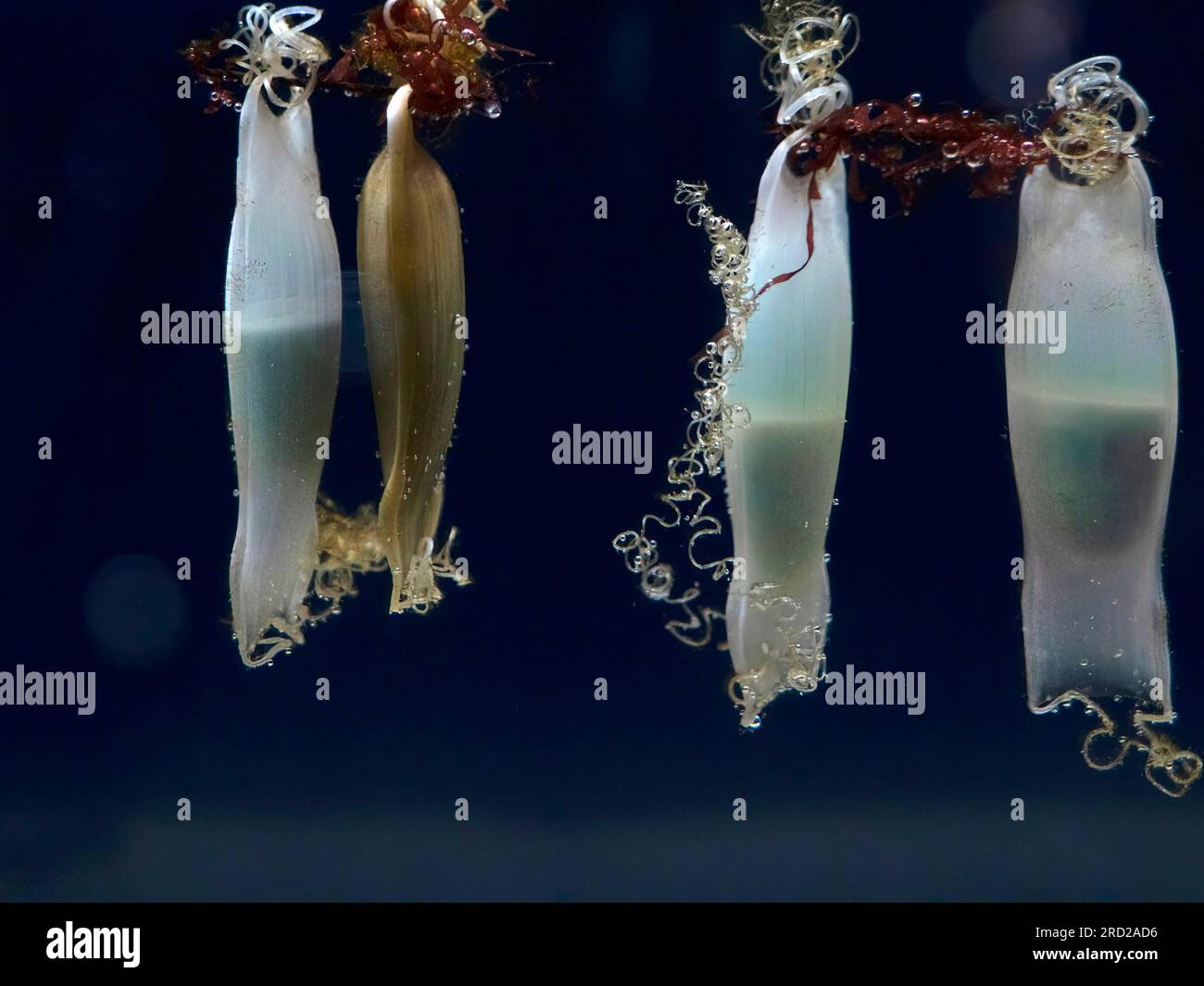 Shark eggs hi-res stock photography and images - Alamy