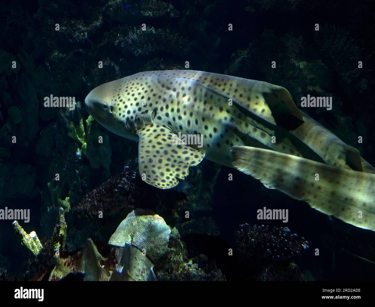 A Stegostoma fasciatum zebra leopard shark comung to you underwater ...