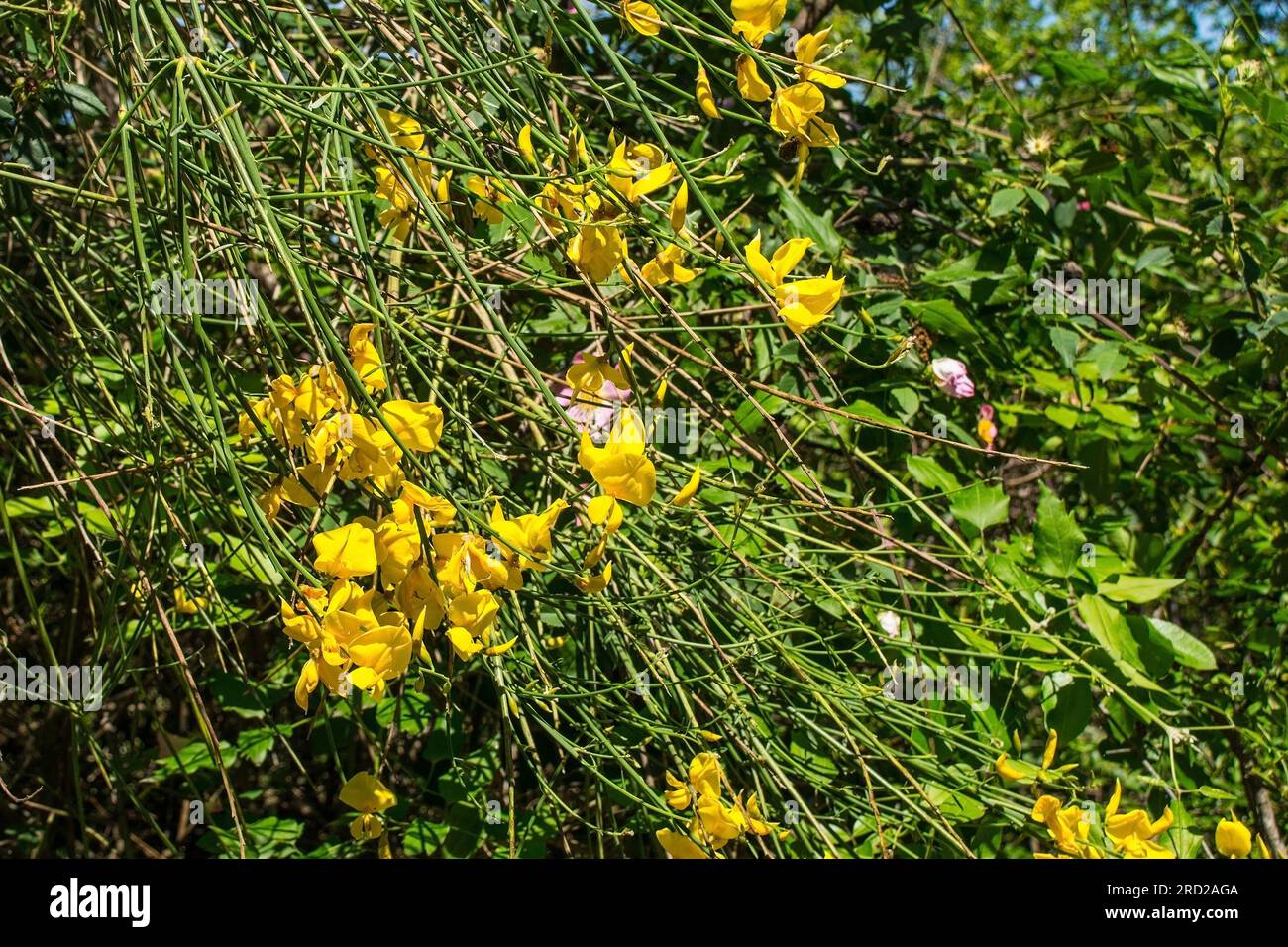 Scotch Broom grows wild near Nerezisca on Brac Island in Croatia in May ...