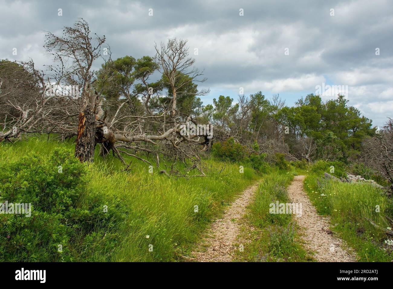 The rural landscape near Milna on Brac Island in Croatia in May Stock ...